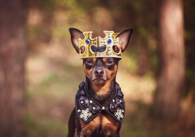 150 Worst Dog Names That Are Terribly Inappropriate Puplore 150-worst-dog-names-that-are-terribly-inappropriate-puplore