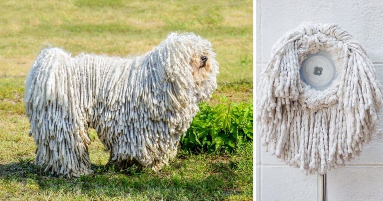 15 Dogs That Look Like Mops & Dogs With Dreadlocks | Puplore