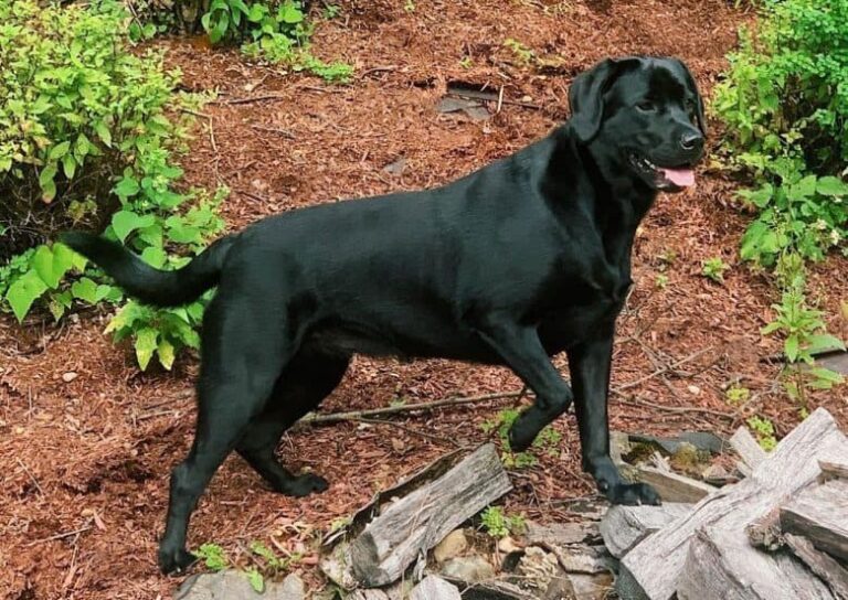 English Black Lab | Puplore