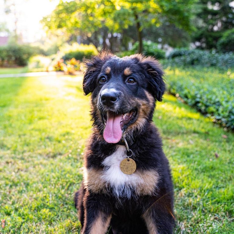 30 Popular German Shepherd Mixes (w/ Pictures) | Puplore