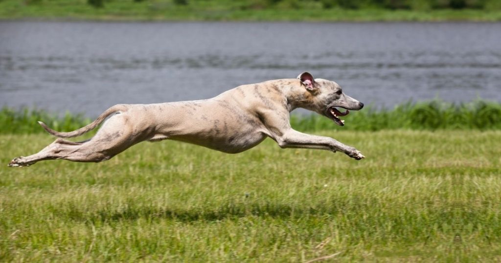 Fastest Dog Breeds: 32 Fastest Dogs In The World | Puplore