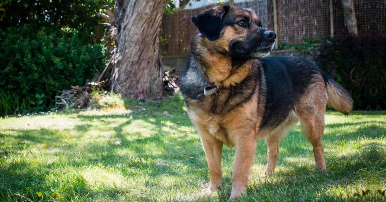 German Shepherd Beagle Mix: Facts, Puppy Price & Guide | Puplore