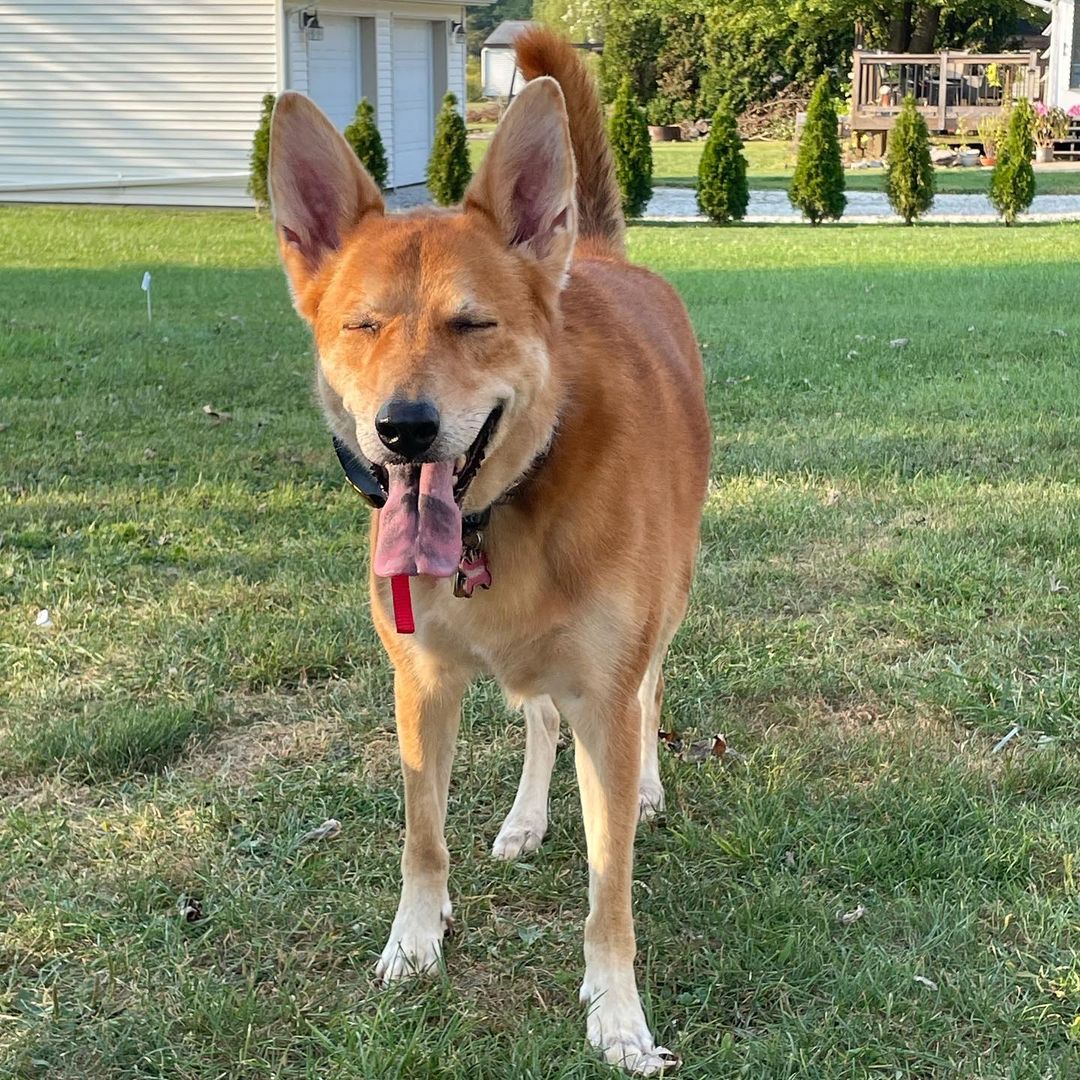 30 Popular German Shepherd Mixes (w/ Pictures) | Puplore