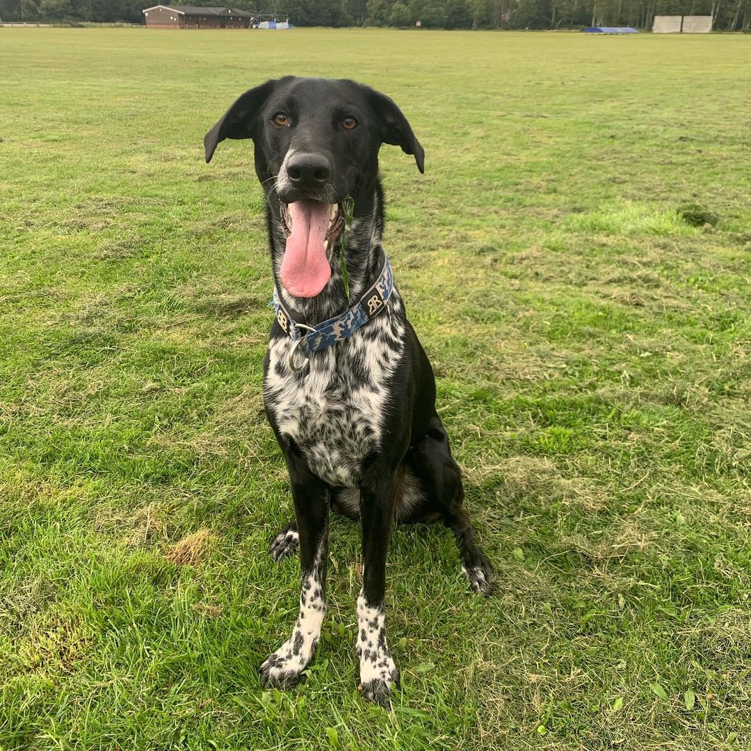 30 Popular German Shepherd Mixes (w/ Pictures) | Puplore