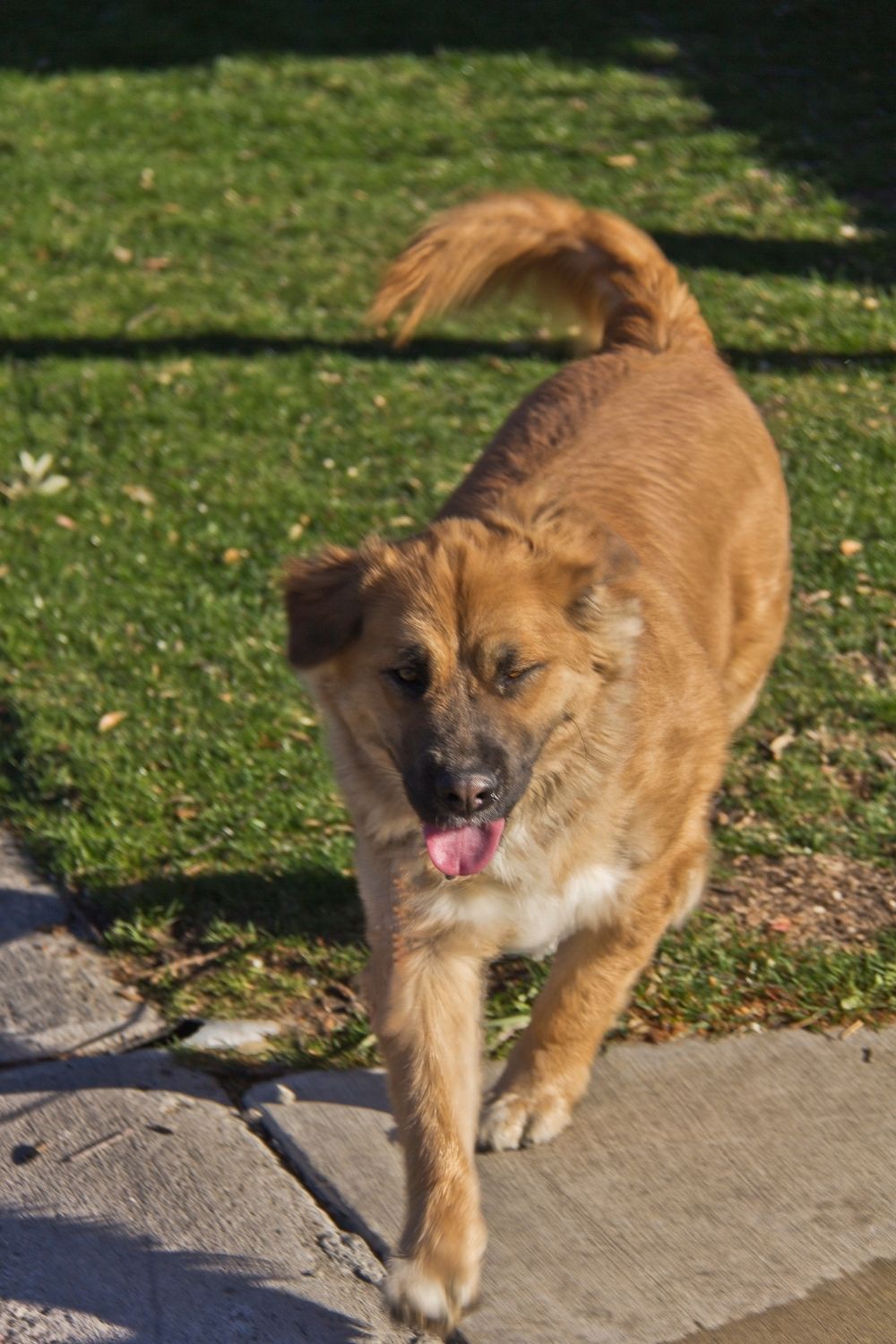 30 Popular German Shepherd Mixes (w/ Pictures) | Puplore