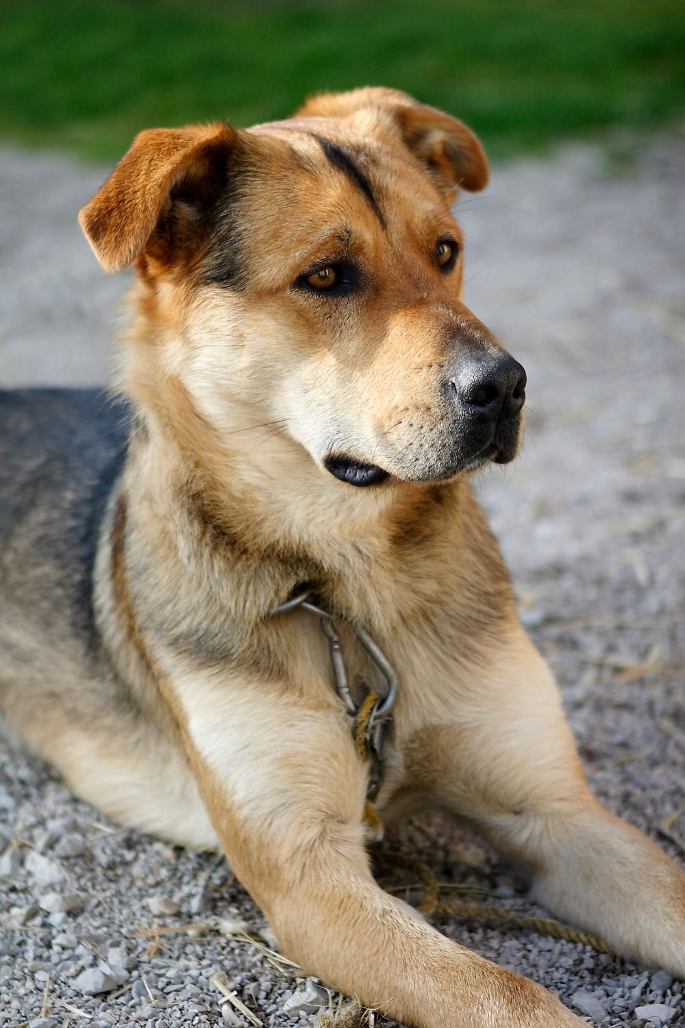 30 Popular German Shepherd Mixes (w/ Pictures) | Puplore