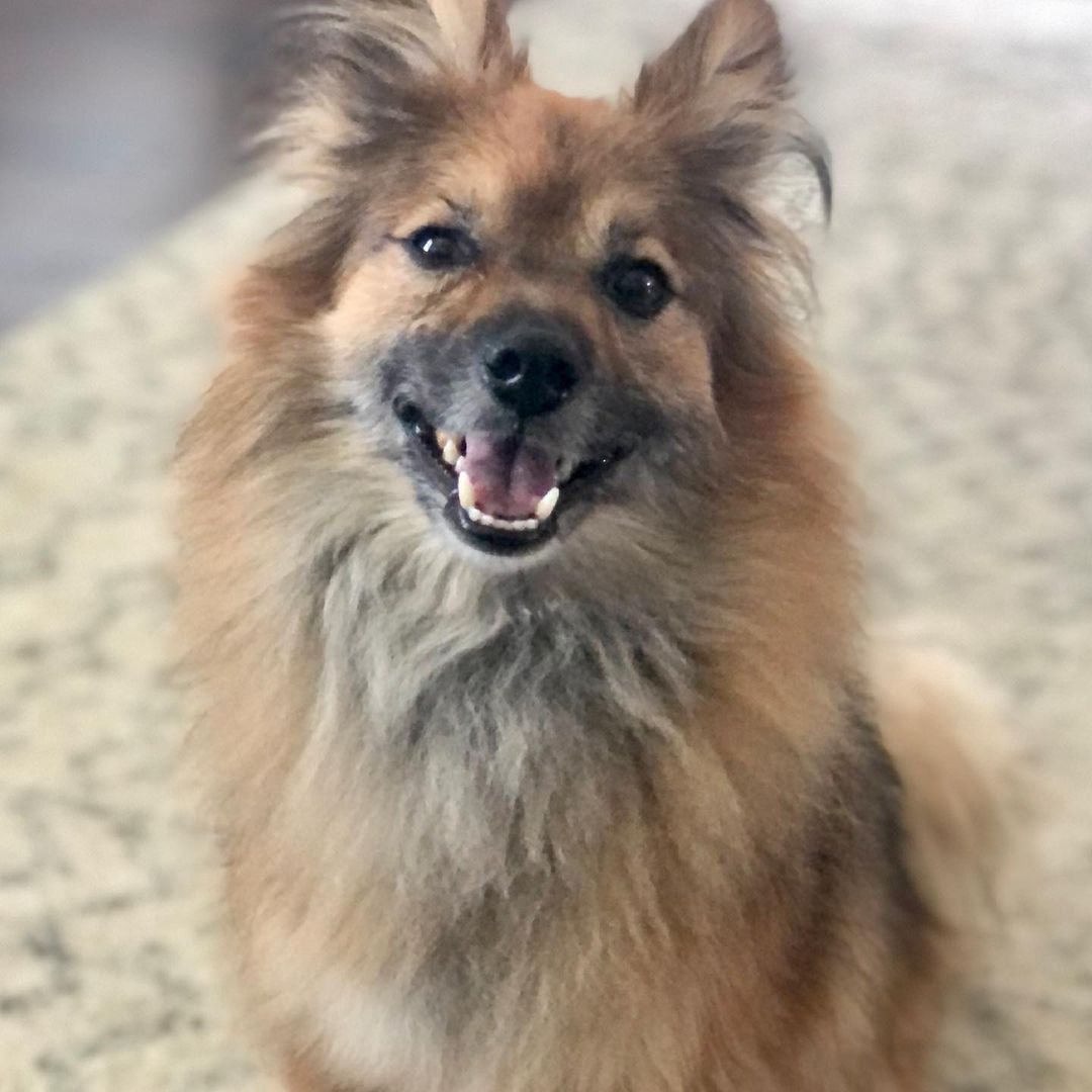 30 Popular German Shepherd Mixes (w/ Pictures) | Puplore