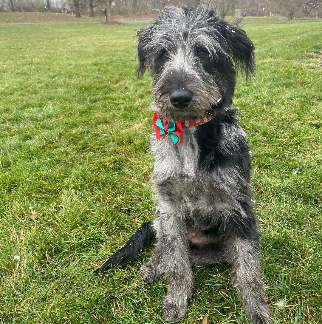 30 Popular German Shepherd Mixes (w/ Pictures) | Puplore