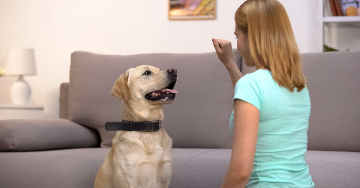 Dog Training Tips: Top 10 Easy Guid | Puplore