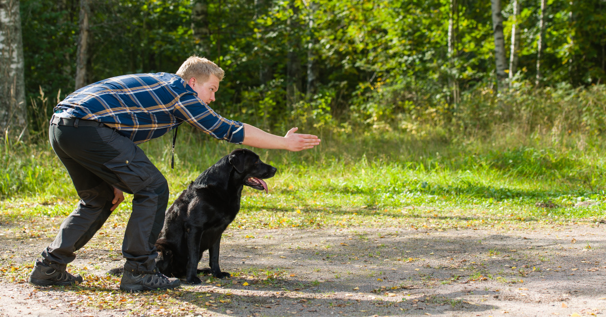 Teaching Dog: 10 Cool Tricks You Can Teach Your Pup | Puplore