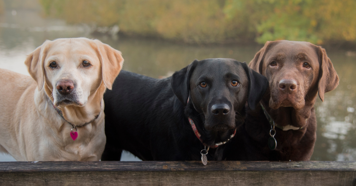 The Best Labrador Color: Quick Guide for You | Puplore