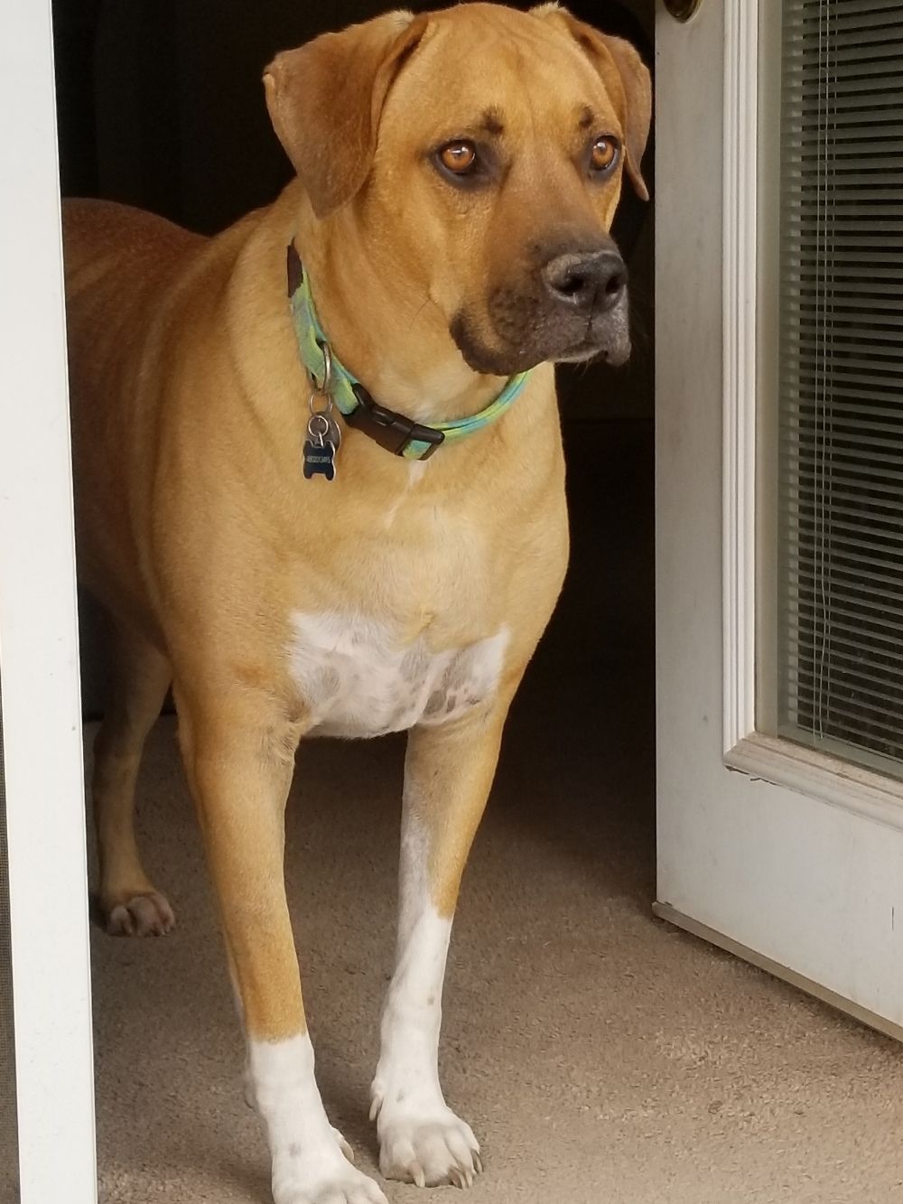 30 Popular German Shepherd Mixes (w/ Pictures) | Puplore