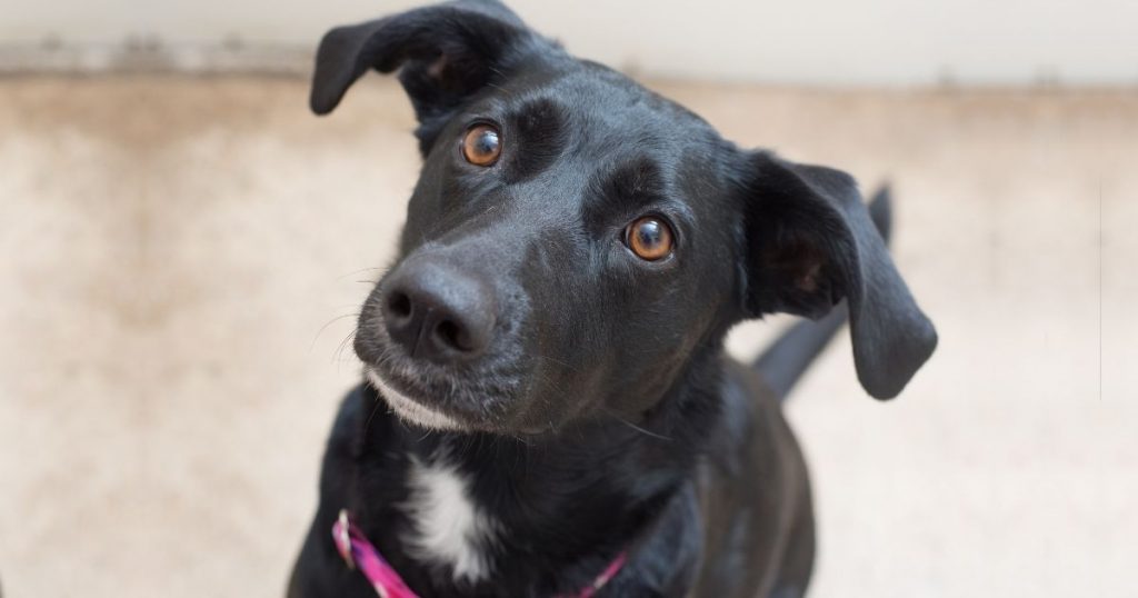 Greyador: Greyhound Lab Mix Breed Info & Guide | Puplore