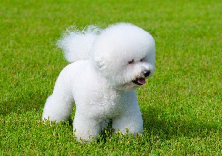 25 White Fluffy Dog Breeds You'll Love (Big & Small) | Puplore