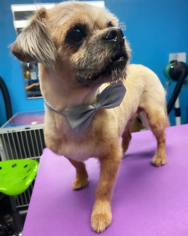 Pug-Zu: Shih Tzu Pug Mix Facts, Pictures & Guide | Puplore