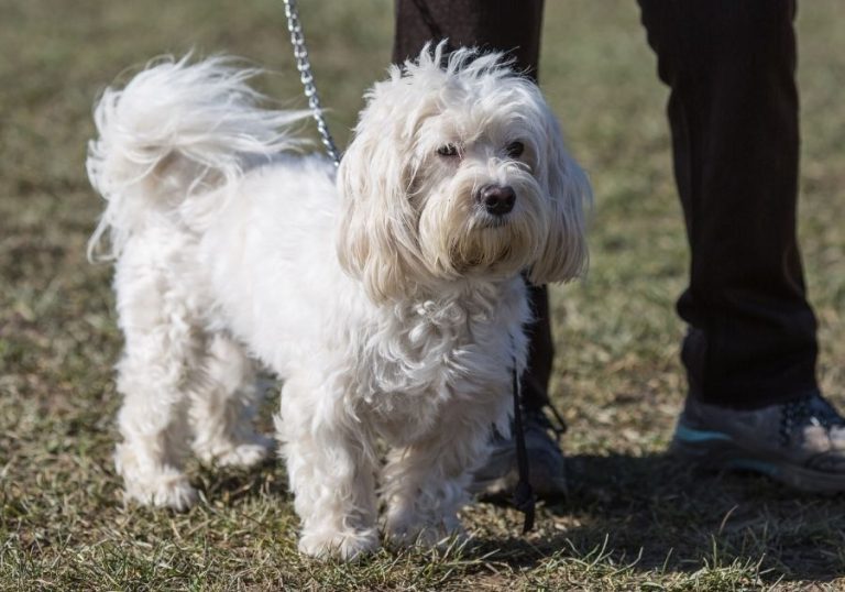 25 White Fluffy Dog Breeds You'll Love (Big & Small) | Puplore