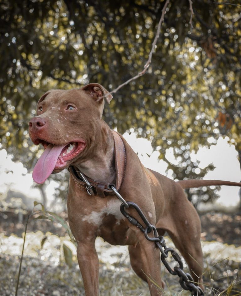 20 Most Dangerous Dog Breeds You Mustn't Mess With | Puplore