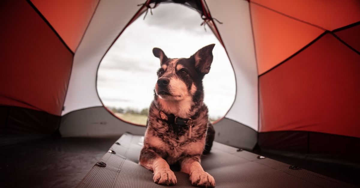 How To Camp With A Dog A Guide To Camping With Dogs Puplore