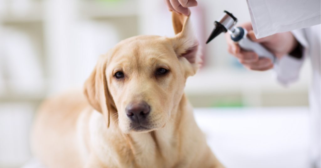 How to Clean Labrador Ears: Essential Things to Know | Puplore