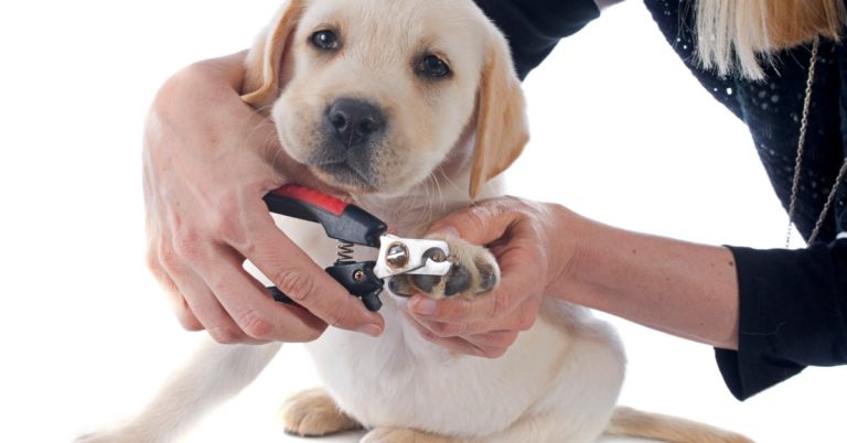 How To Trim Your Labradors Nails Without Clippers Puplore