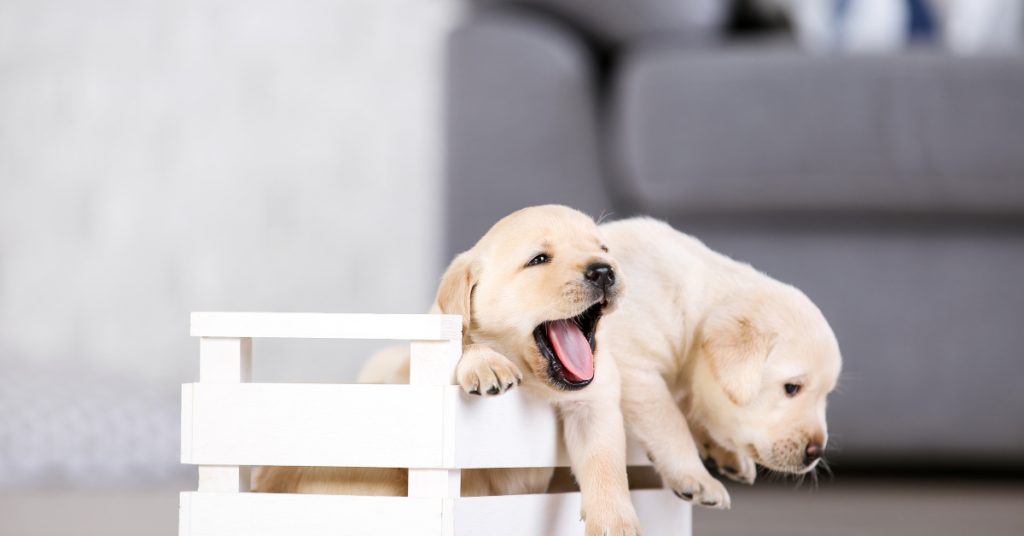 Labrador Puppy: Bringing Home Your New Essential Tips To Know
