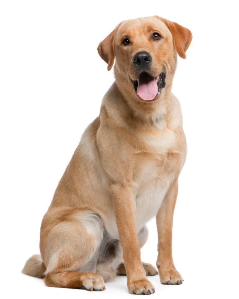 Labrador Retriever Behavior by Age - Things to Know About
