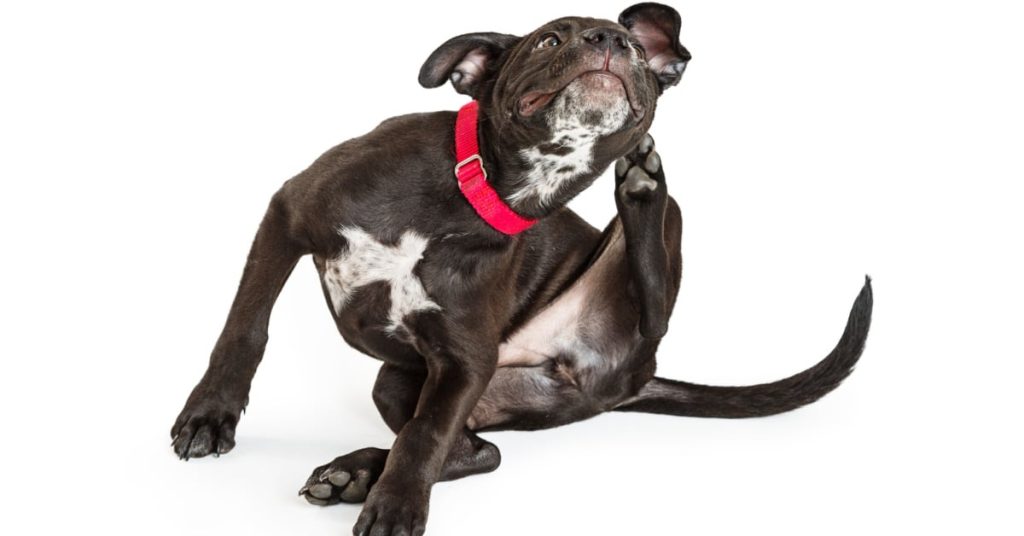 Reasons Why Your Labrador Is Constantly Scratching | Puplore