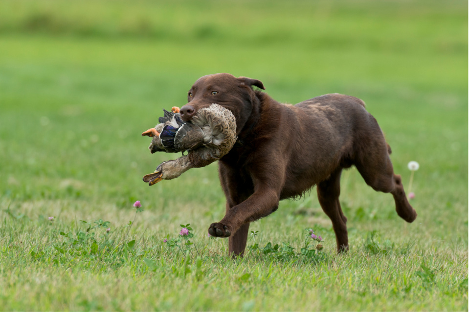 7 Effective Tips on How to Train Your Gun-Shy Labrador | Puplore