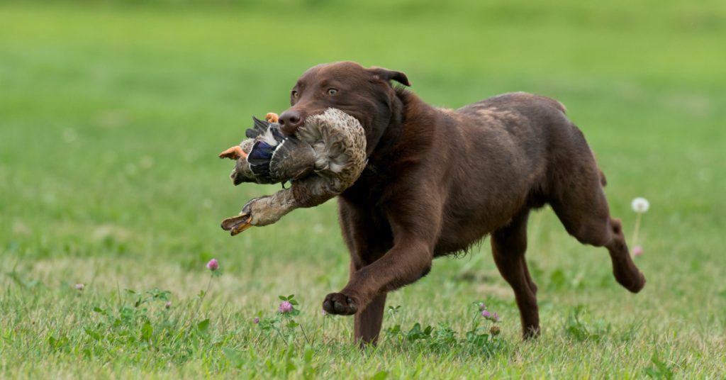7 Effective Tips on How to Train Your Gun-Shy Labrador | Puplore