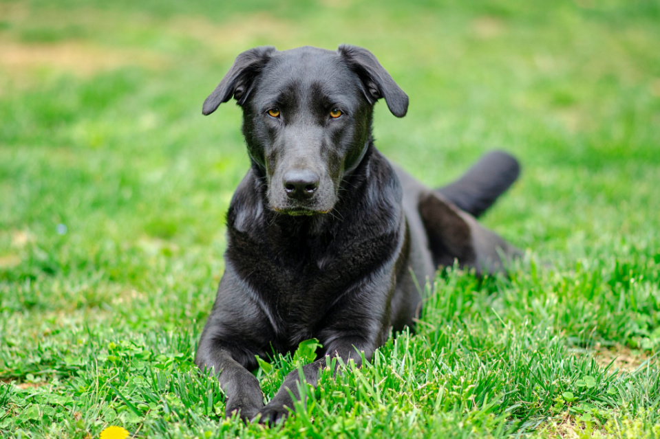 Labrador Puppy Diarrhea - What You Need to Know | Puplore