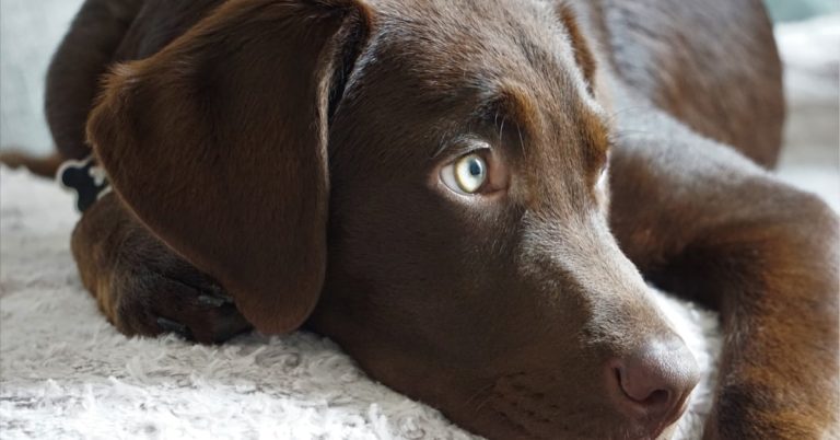 Labrador Shedding Tips - 5 Simple Method to Keep Your Lab Healthy