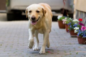 Labrador Retriever Life Span - How Long Does A Black Lab Live?