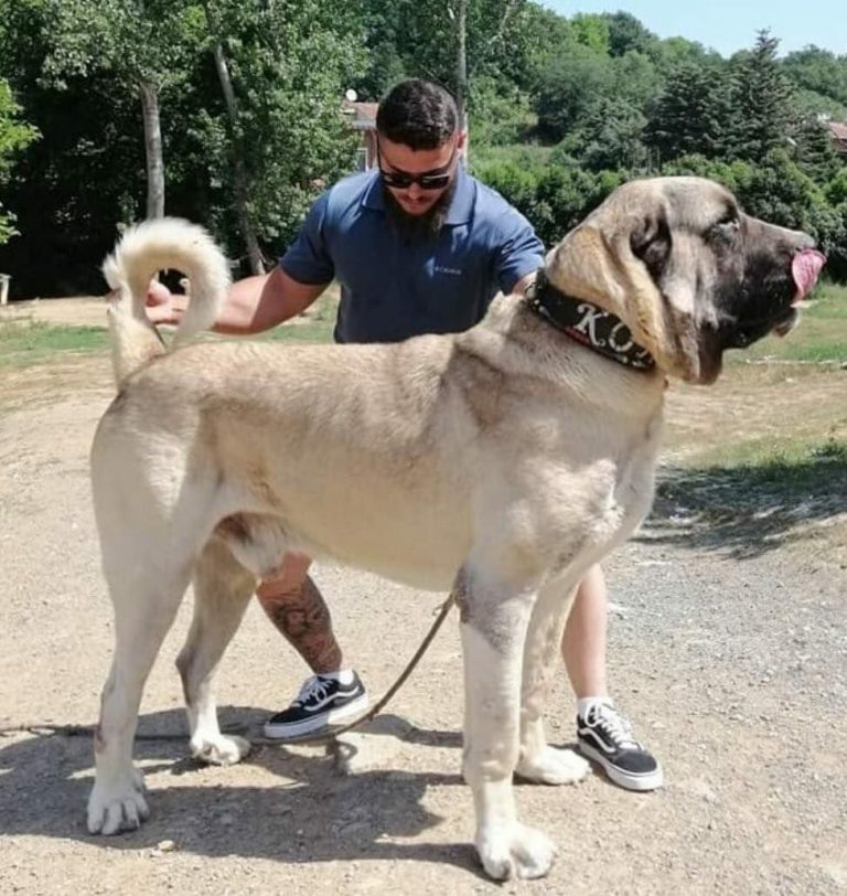 Aksaray Malaklisi Dog Breed Facts & Info | Puplore