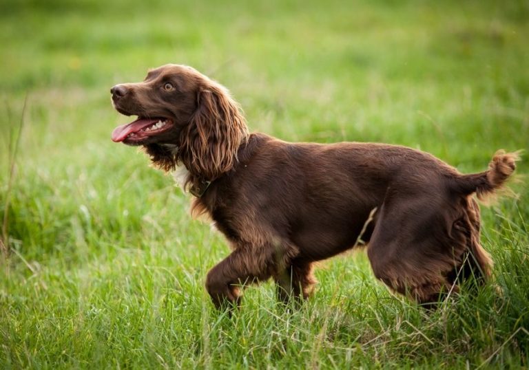 15 Best Duck Hunting Dog Breeds That're Good Companions | Puplore