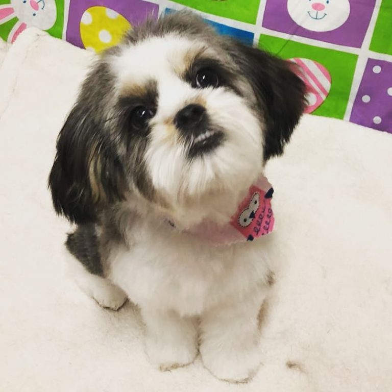 30 Maltese Mixes (Crossbreeds With Pictures) | Puplore