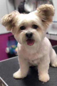 30 Maltese Mixes (Crossbreeds With Pictures) | Puplore