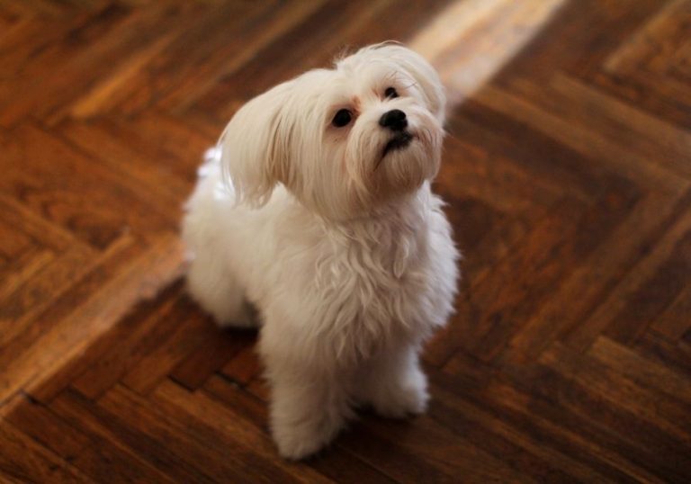 55 Best Non-Shedding Dogs (Small & Large Breeds) | Puplore