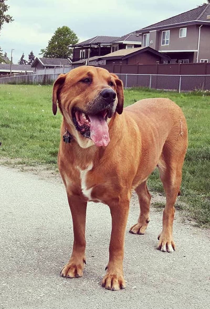 10 Popular Rhodesian Ridgeback Mixes (w/ Pictures) | Puplore