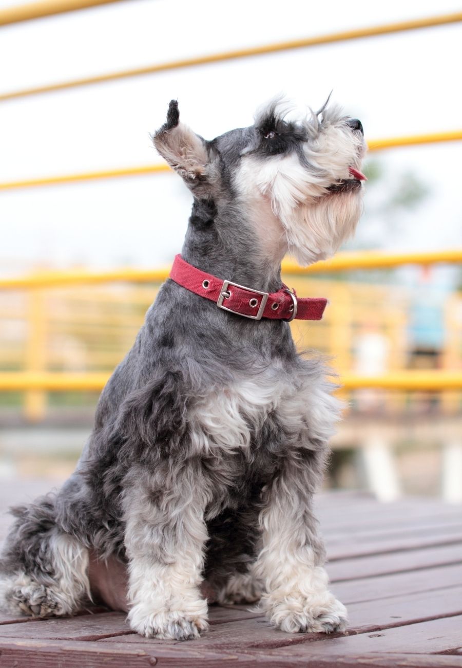 Dogs That Don't Smell: 30 Least Smelly Dog Breeds | Puplore