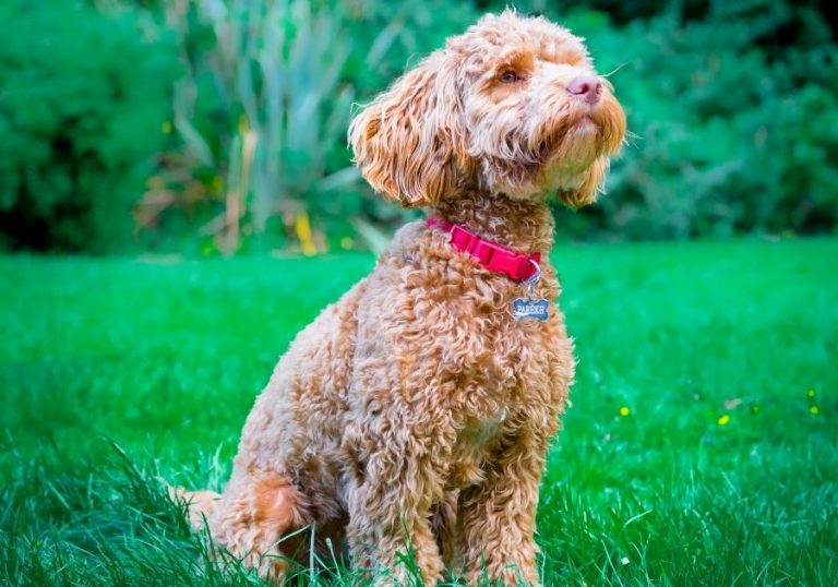 Cockapoo Full Grown Sizes: Standard, Mini, Toy & Teacup | Puplore