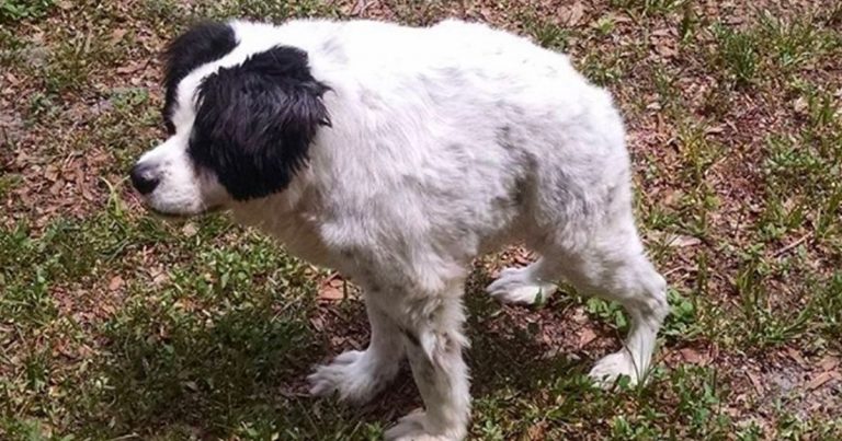 Dogs With Short Spine Syndrome (Causes & Treatment) | Puplore