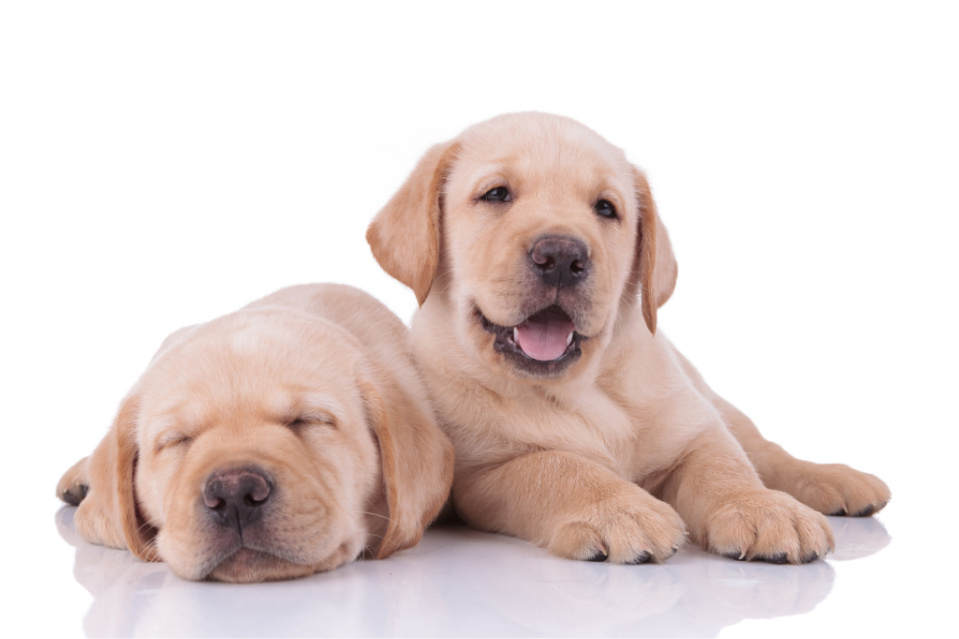 Overtired Lab Puppy: Important Things to Know About Them | lovelabworld