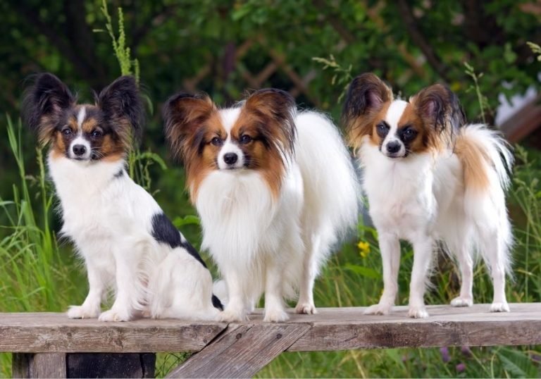 Dogs That Don't Smell: 30 Least Smelly Dog Breeds | Puplore