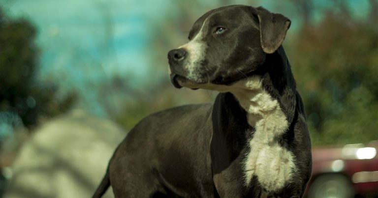 Pitweiler: Rottweiler Pitbull Mix Breed Guide | Puplore