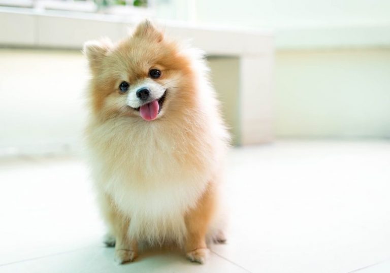 30 Small Fluffy Dog Breeds That Are Adorably Cute | Puplore