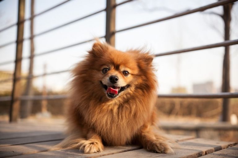 20 Red Dog Breeds Everyone Is Talking About | Puplore