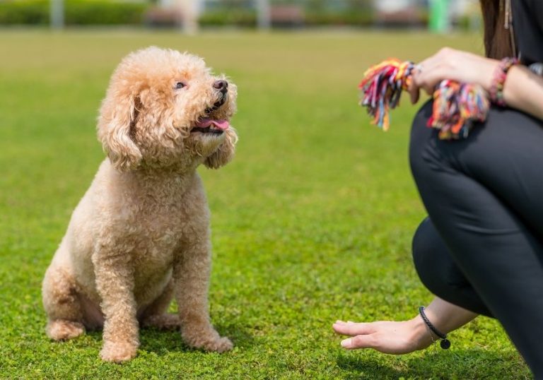 Are Poodles Smart? Poodle's Intelligence & IQ Explained | Puplore
