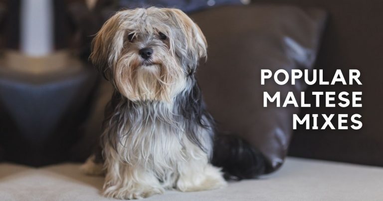 30 Maltese Mixes (Crossbreeds With Pictures) | Puplore