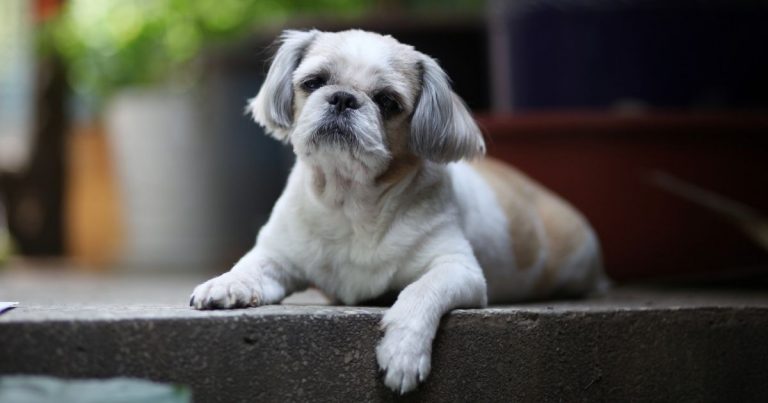 Pug-Zu: Shih Tzu Pug Mix Facts, Pictures & Guide | Puplore