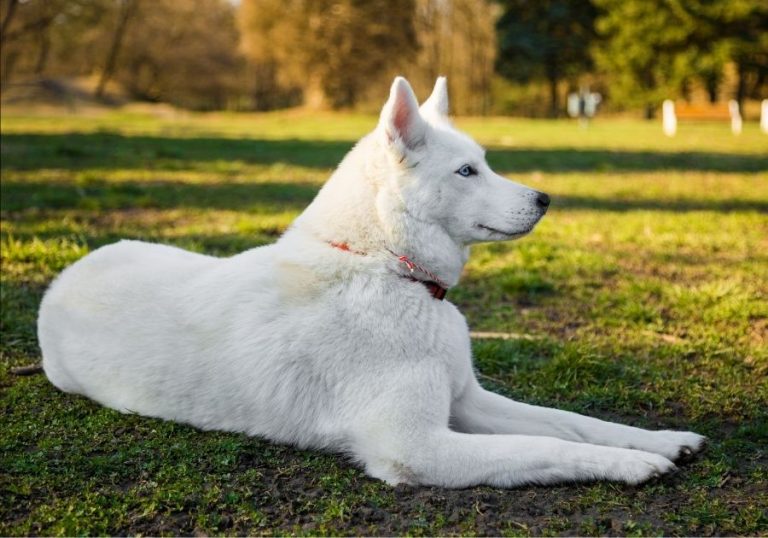25 White Fluffy Dog Breeds You'll Love (Big & Small) | Puplore